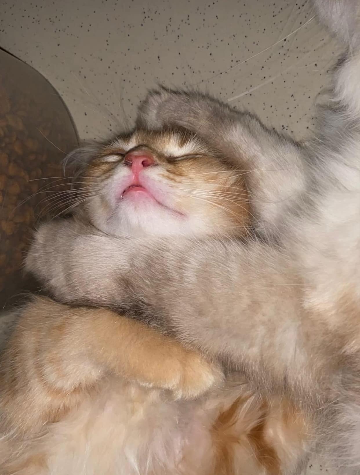 FlapTzy’s Secret: He Owns More than 20 Cats - ALL-STAR