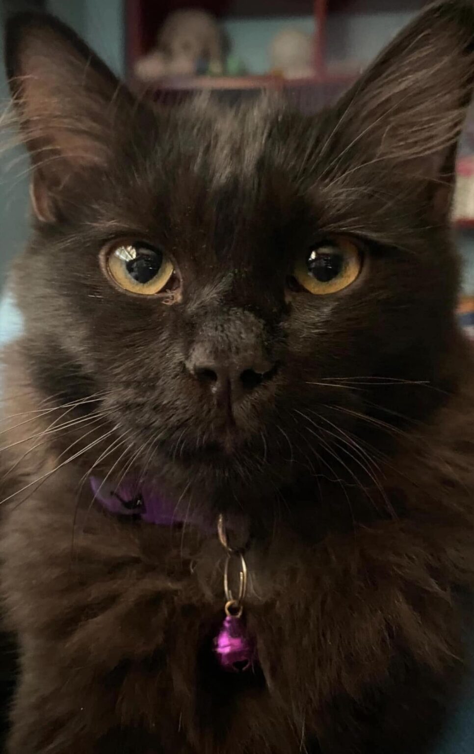 FlapTzy’s Secret: He Owns More than 20 Cats - ALL-STAR