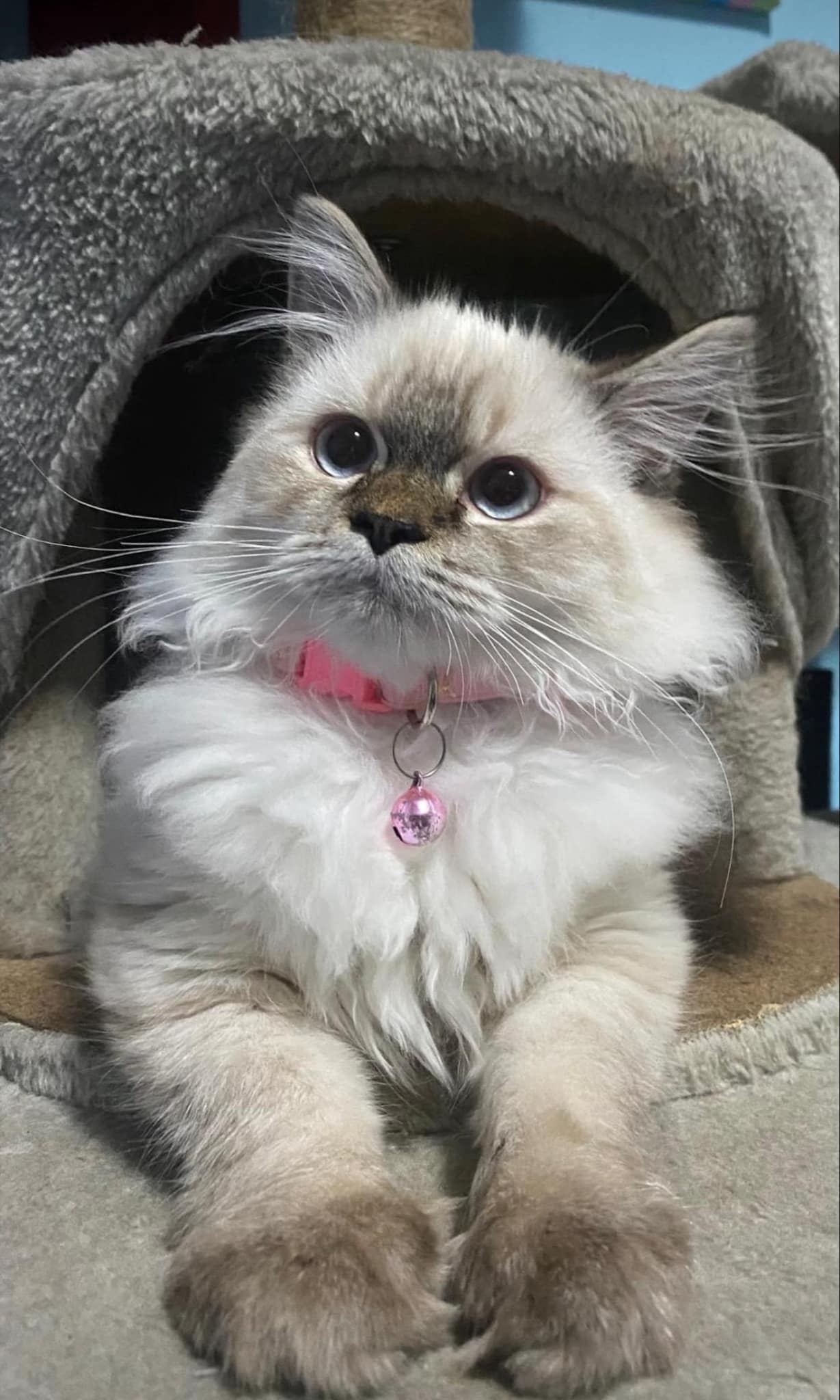 FlapTzy’s Secret: He Owns More than 20 Cats - ALL-STAR