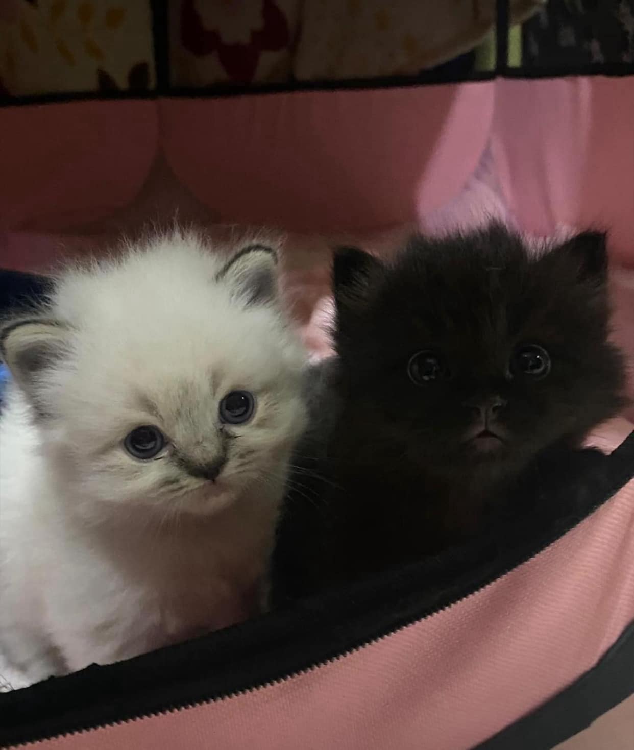 FlapTzy’s Secret: He Owns More than 20 Cats - ALL-STAR