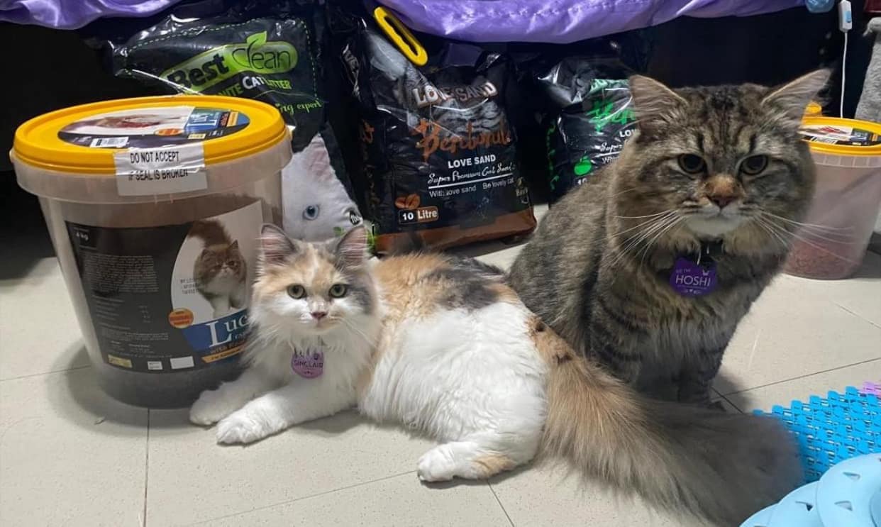 FlapTzy’s Secret: He Owns More than 20 Cats - ALL-STAR