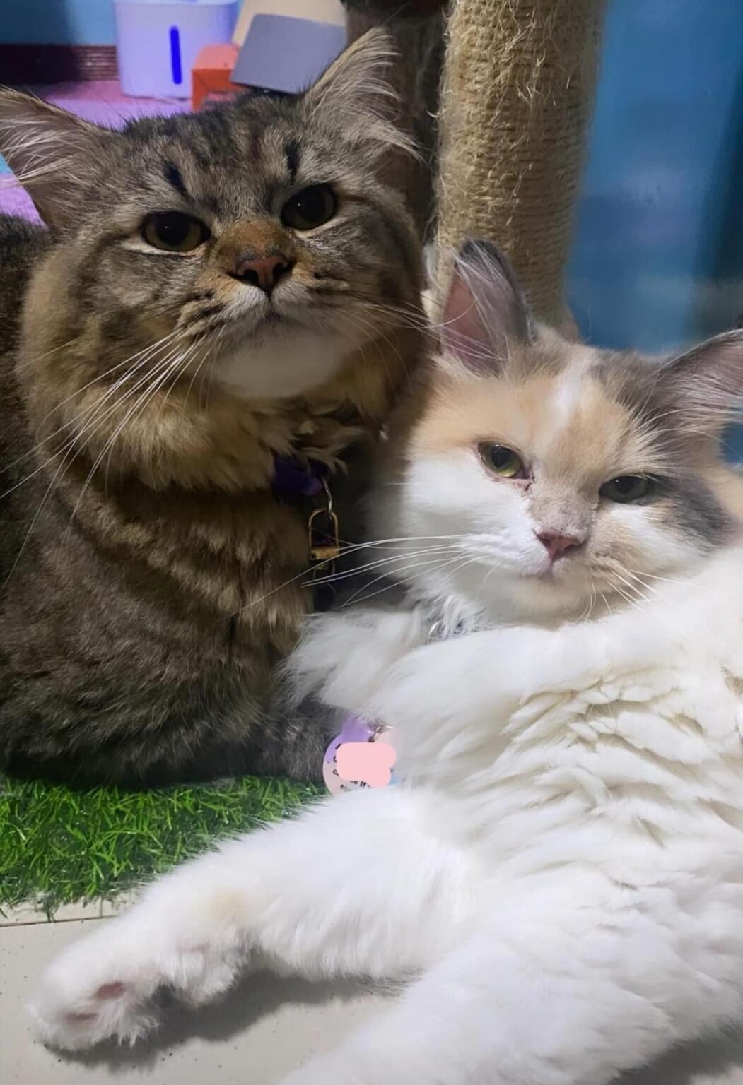 FlapTzy’s Secret: He Owns More than 20 Cats - ALL-STAR