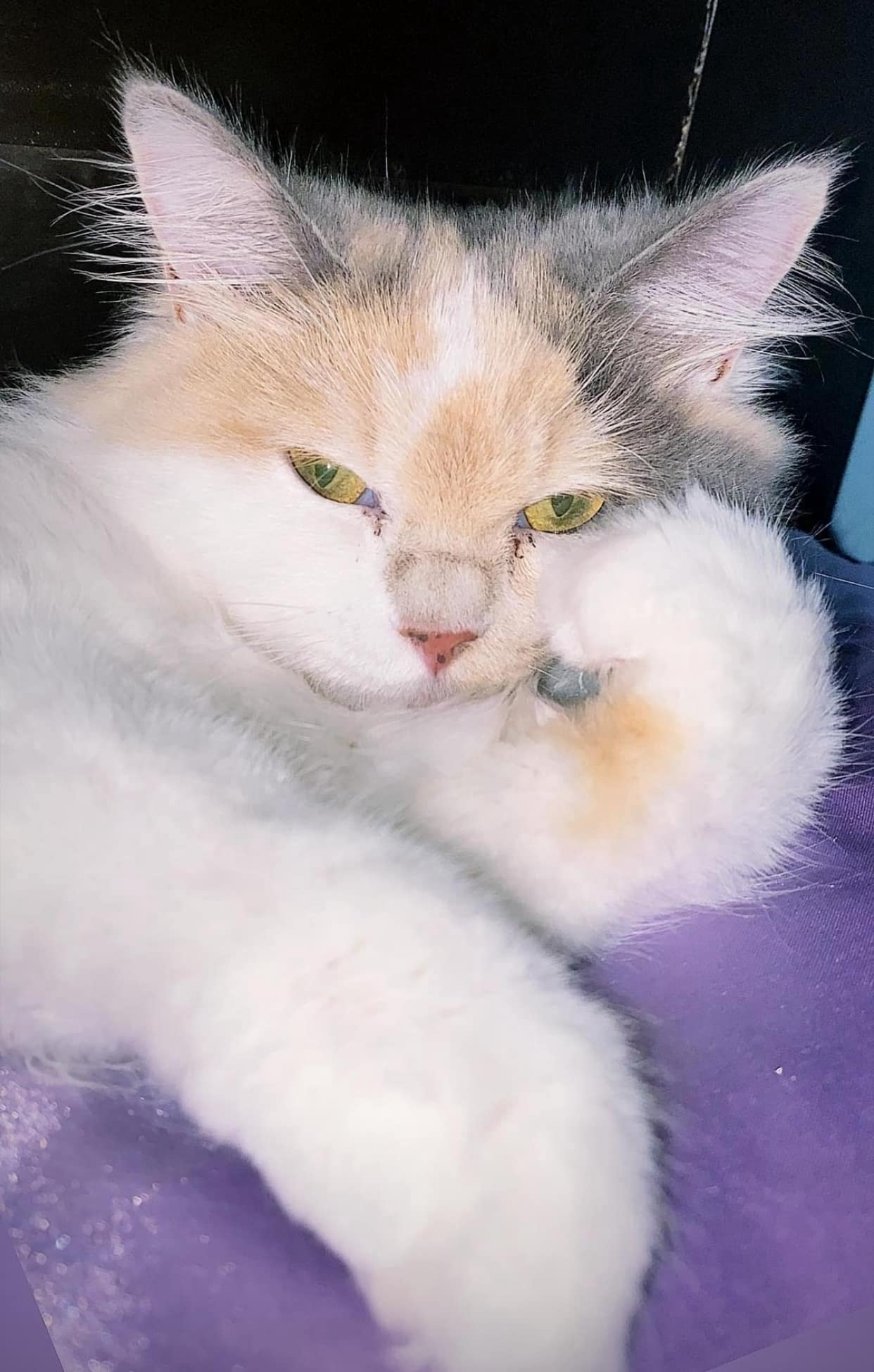 FlapTzy’s Secret: He Owns More than 20 Cats - ALL-STAR