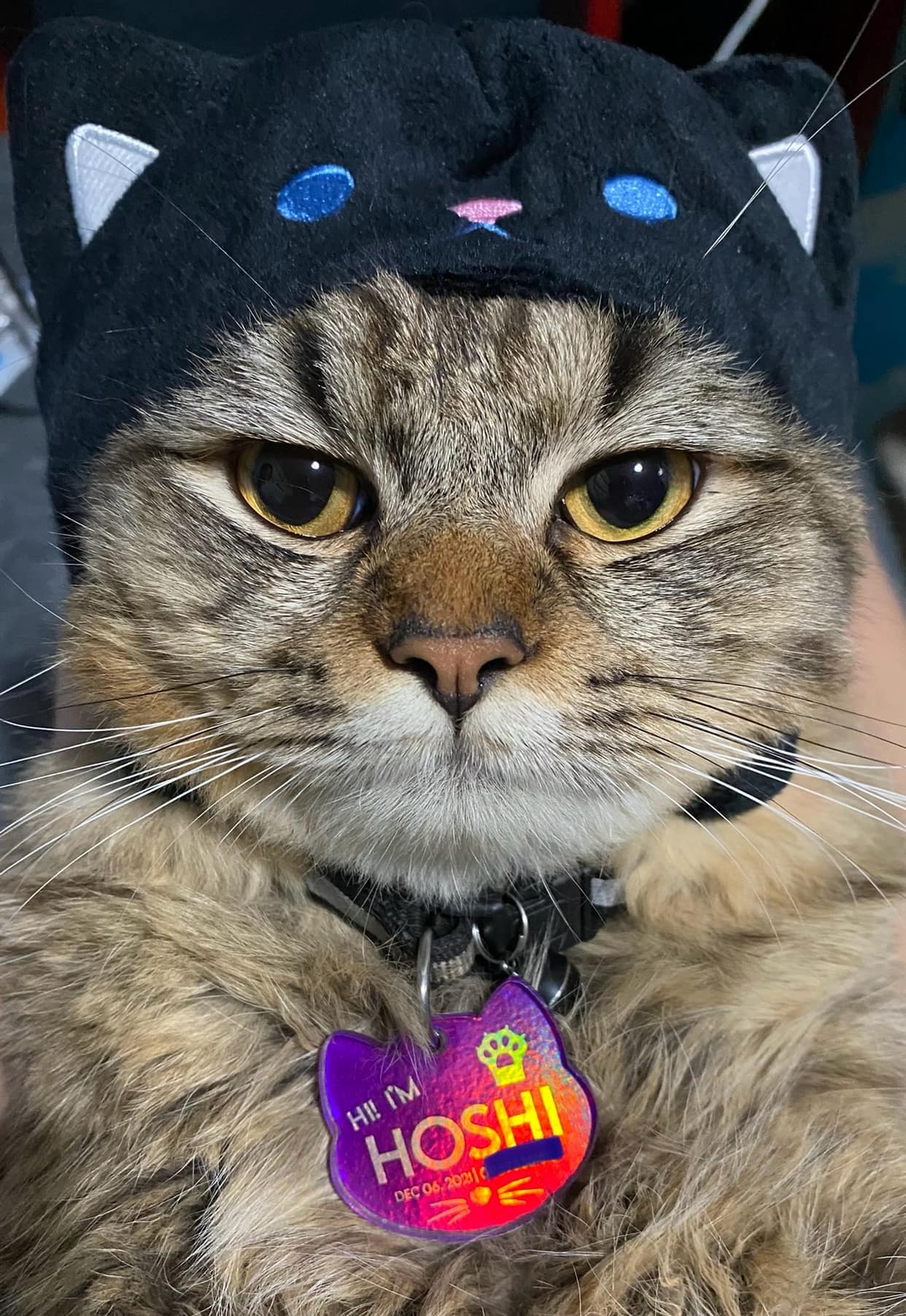 FlapTzy’s Secret: He Owns More than 20 Cats - ALL-STAR