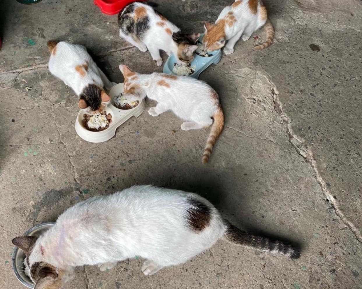 FlapTzy’s Secret: He Owns More than 20 Cats - ALL-STAR