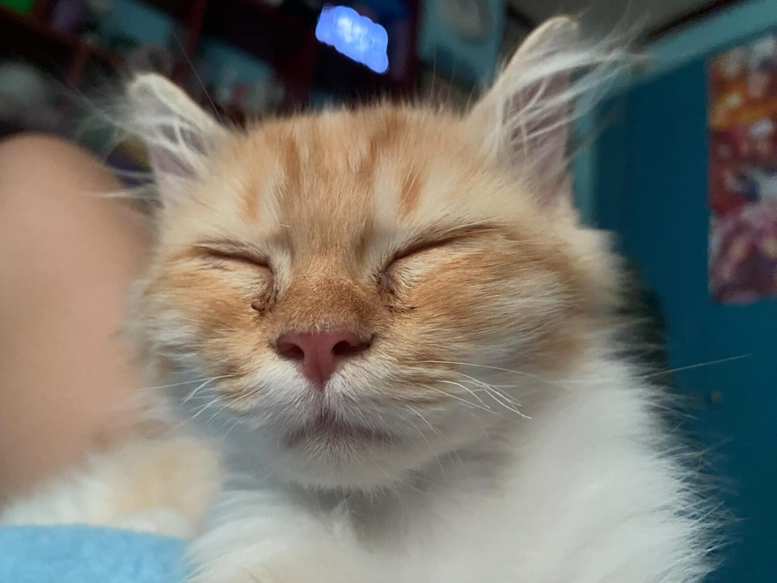 FlapTzy’s Secret: He Owns More than 20 Cats - ALL-STAR