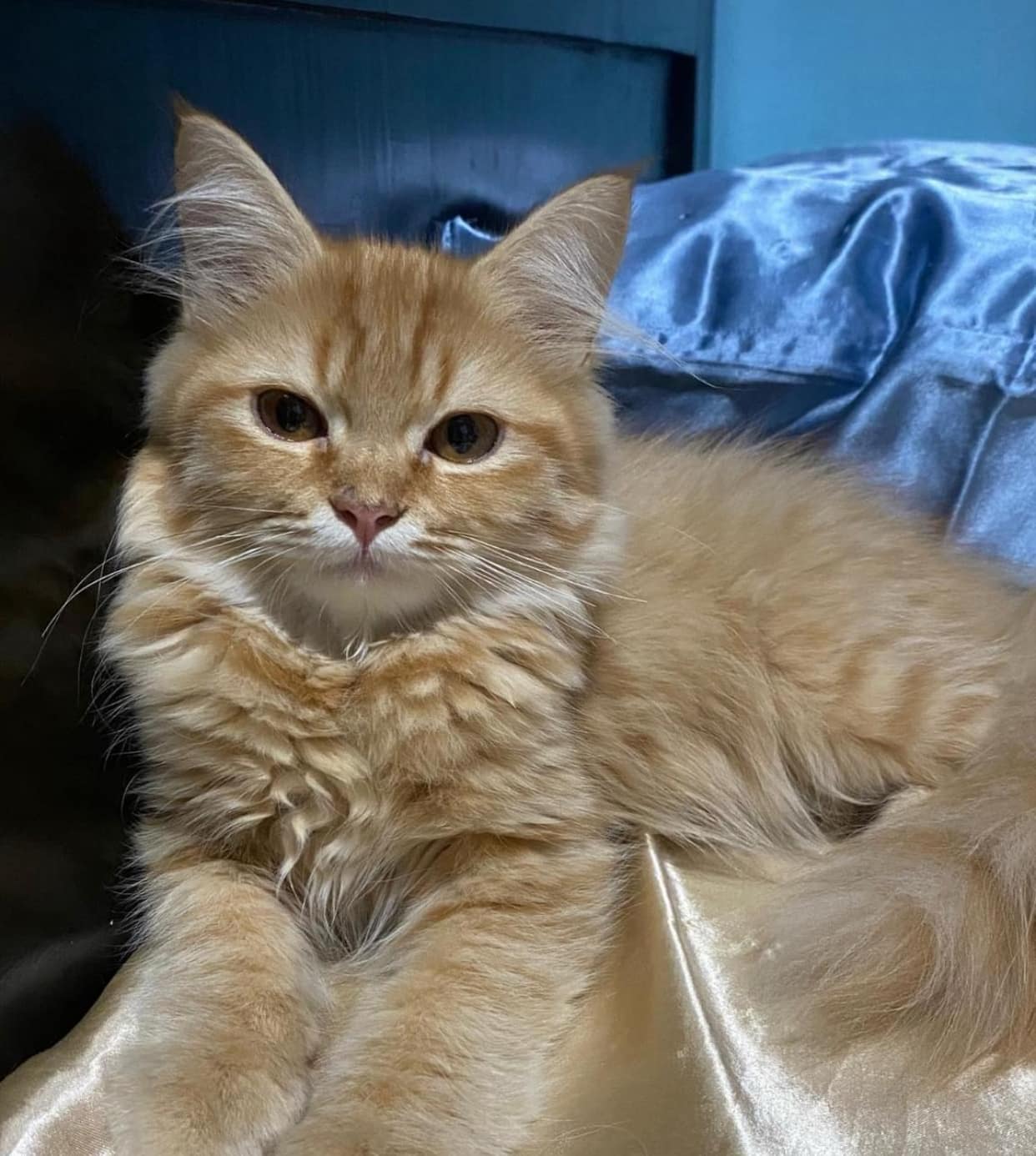 FlapTzy’s Secret: He Owns More than 20 Cats - ALL-STAR