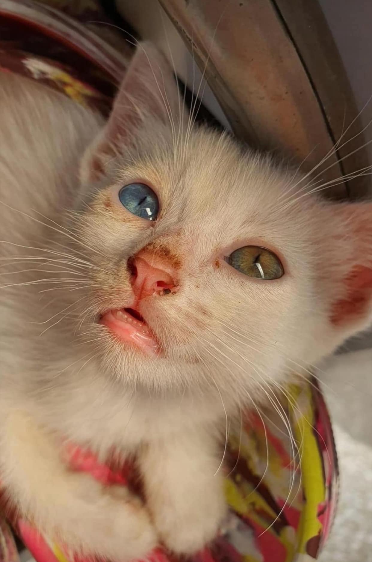 FlapTzy’s Secret: He Owns More than 20 Cats - ALL-STAR