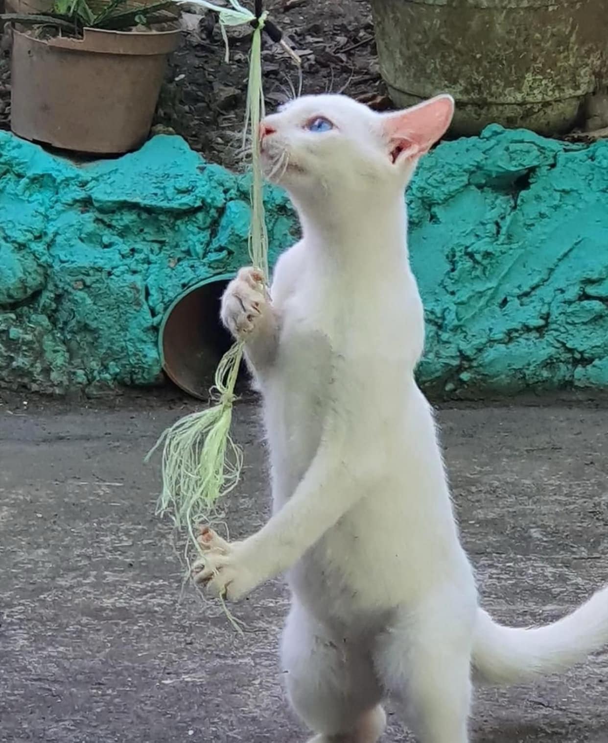 FlapTzy’s Secret: He Owns More than 20 Cats - ALL-STAR