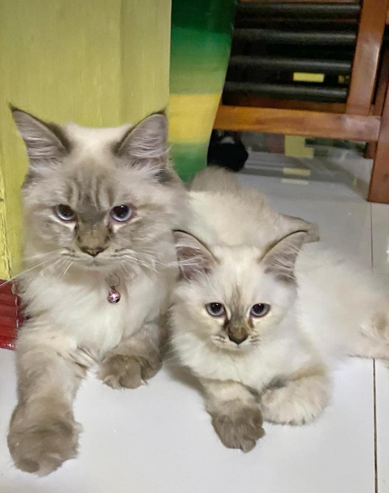 FlapTzy’s Secret: He Owns More than 20 Cats - ALL-STAR